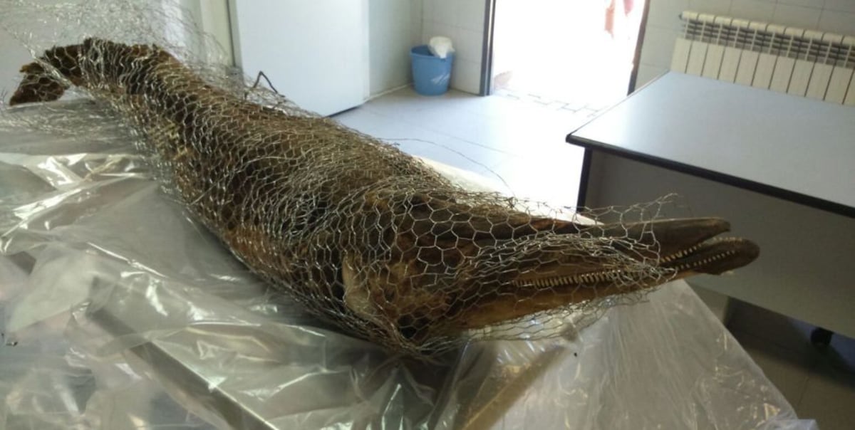 Dolphin mystery: The true story behind the dolphin corpse found in ...