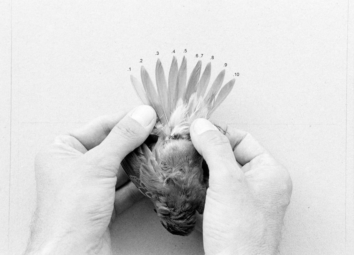 Juan del Junco, el fotógrafo que siempre regresa al nido | Babelia | EL ...