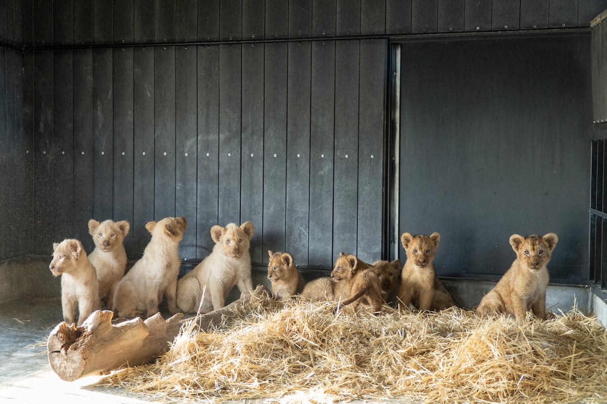 Nine lion cubs and three adults rescued from French circus find shelter ...