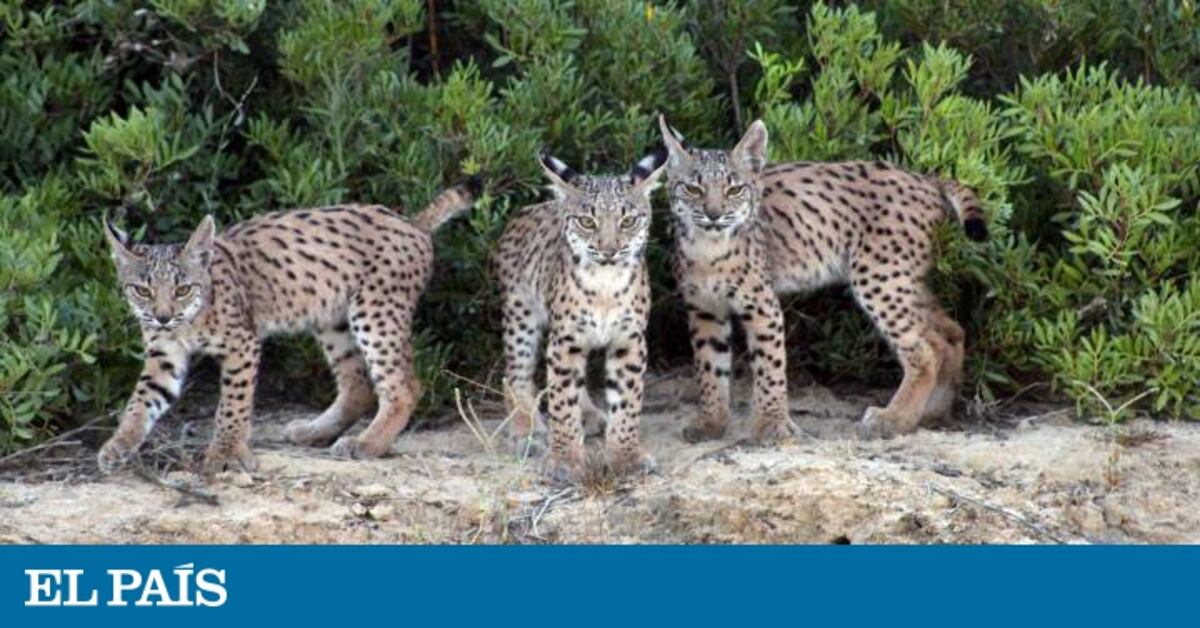 Compañero del amigo felino | Economía | EL PAÍS