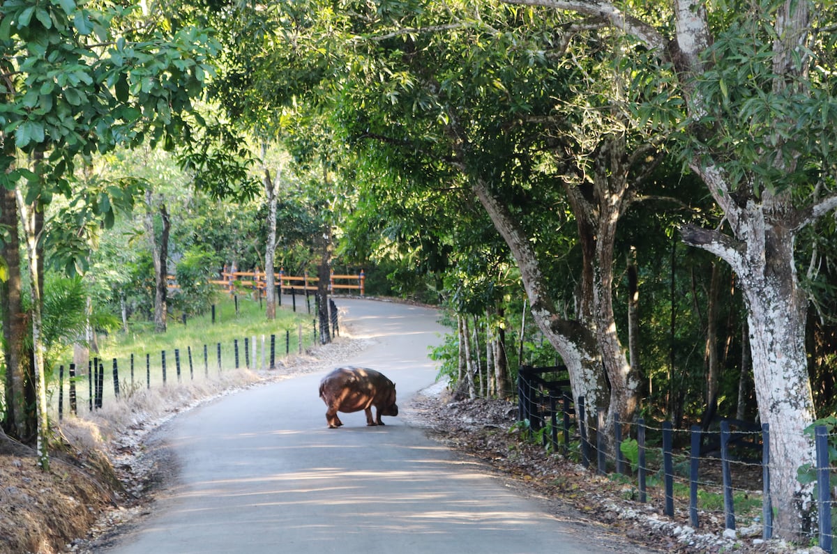 Pablo Escobar’s hippos make a dramatic move to Mexico | International ...