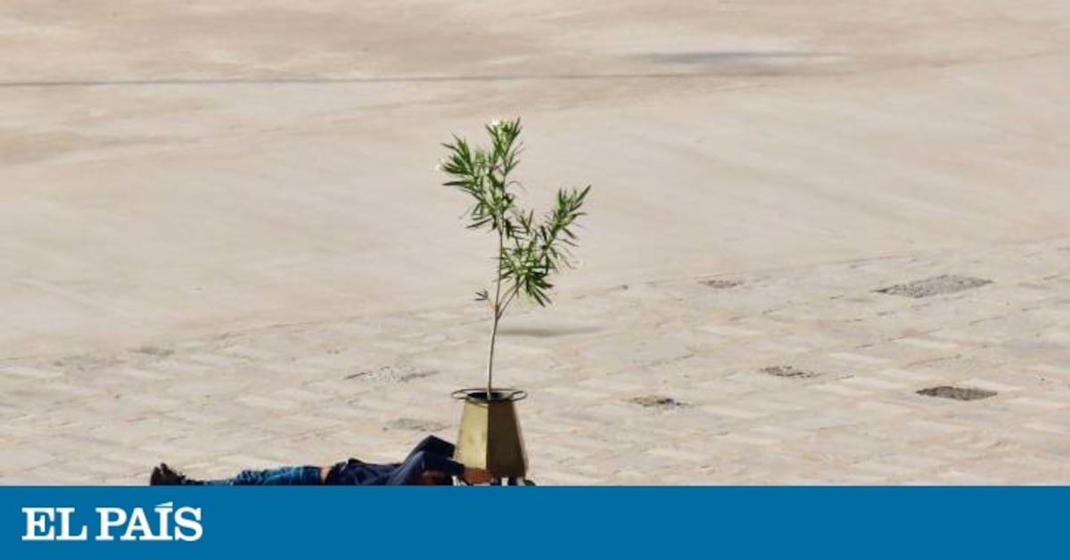 El Bionic Festival une danza experimental con árboles | Alterconsumismo ...