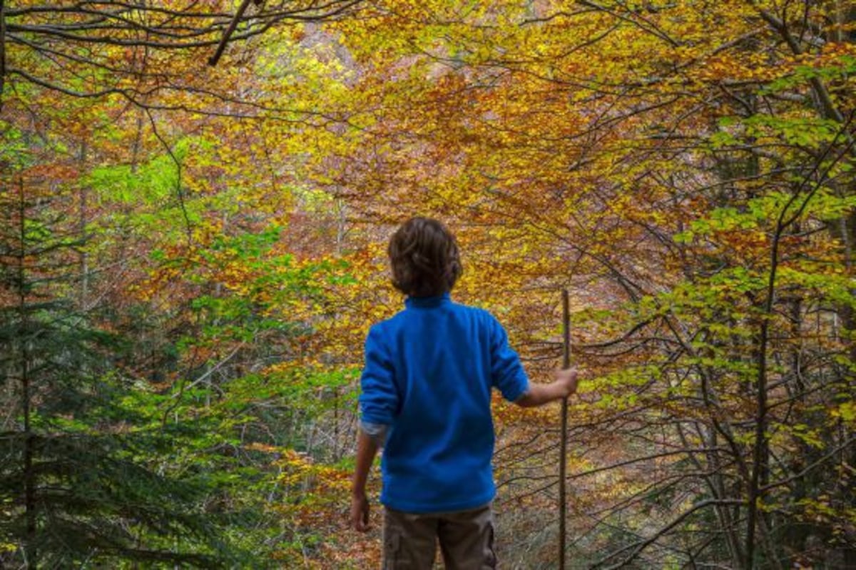 El Viajero: 15 forests for feeling the fall in Spain | Travel | EL PAÍS ...