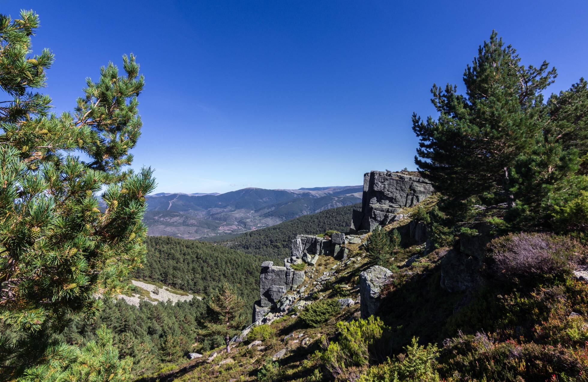 Forest bathing: Reconnecting with nature: five trails for forest ...