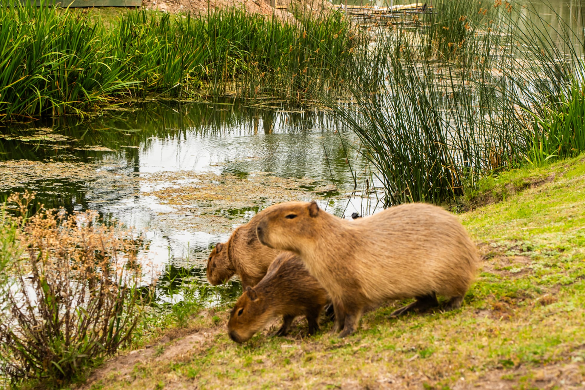 Nordelta: Too many capybaras: Rodents face vasectomies in luxury ...