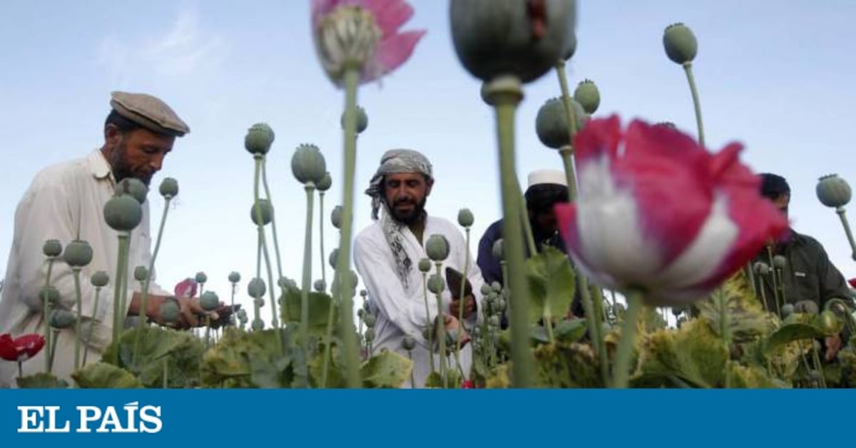 Drogas: As cinco substâncias mais viciantes e seus efeitos no cérebro ...