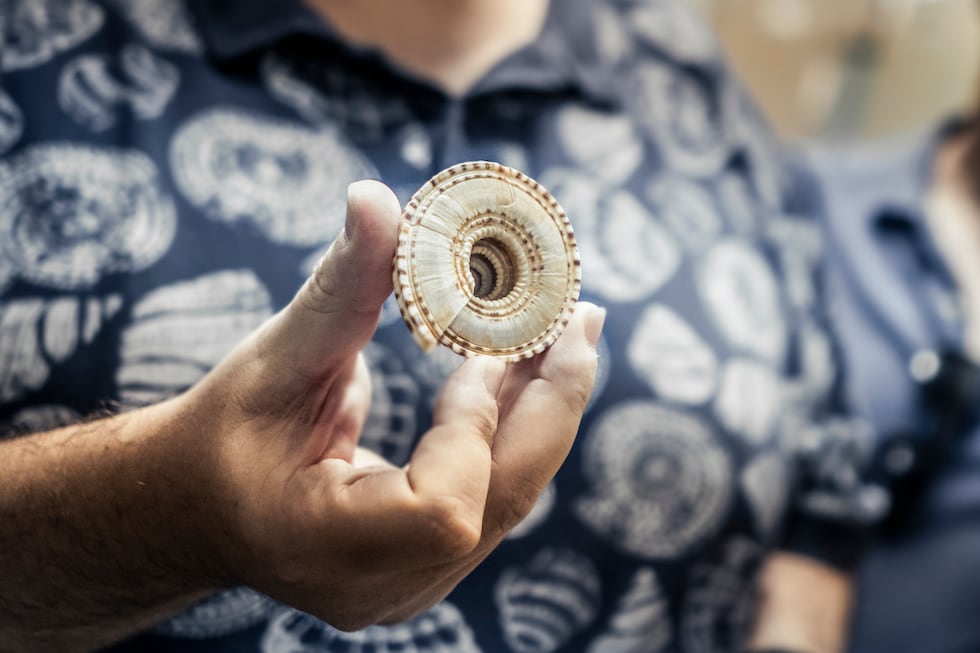 Two million seashells encompass the history of human ambition: A ...