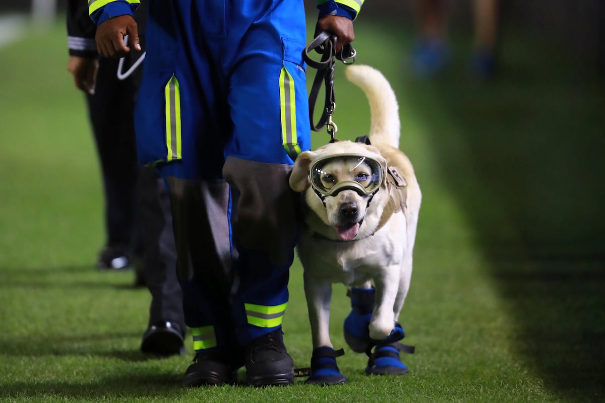 Muere Frida, la perra rescatista del sismo de 2017 en México | EL PAÍS ...