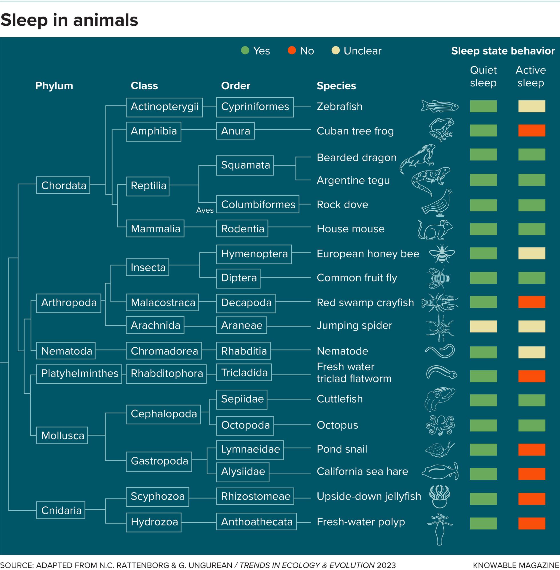 Do spiders dream? What about cuttlefish? Bearded dragons? This is how ...