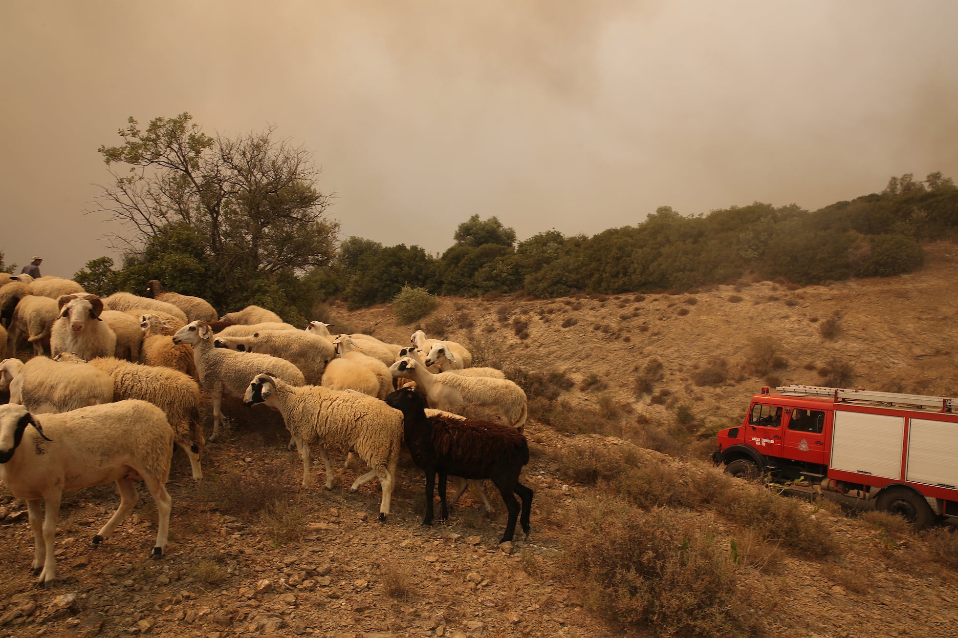 Los incendios forestales de Grecia, en imágenes | Fotos | Internacional ...