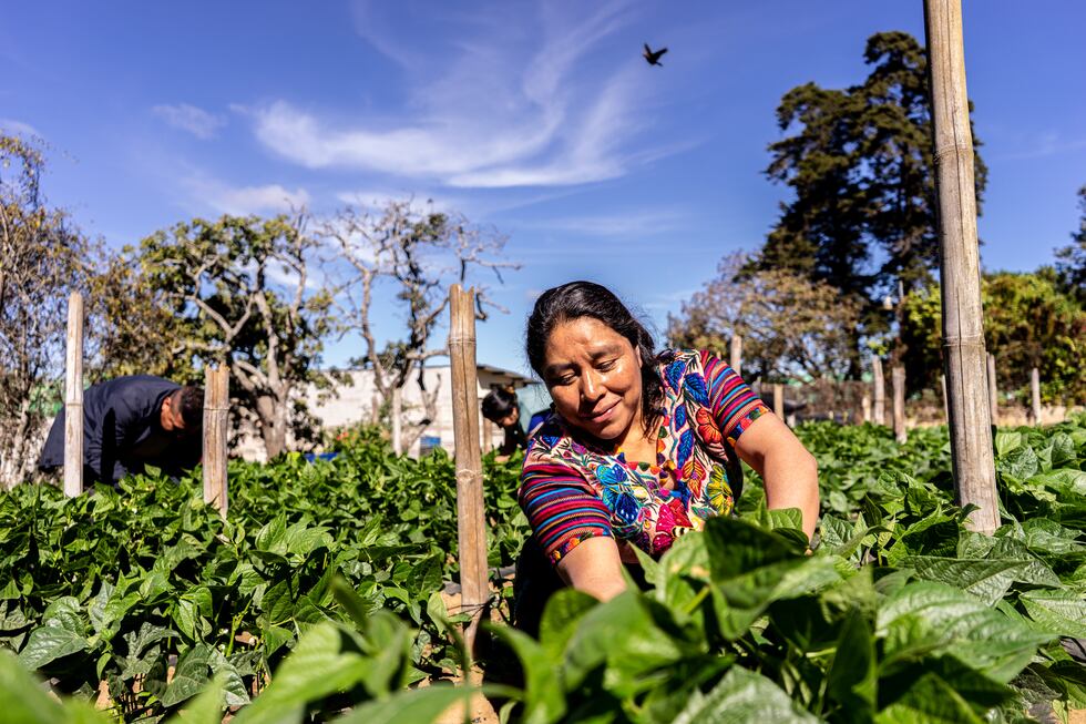 The benefits of circular migration in Guatemala: A round-trip to the ...