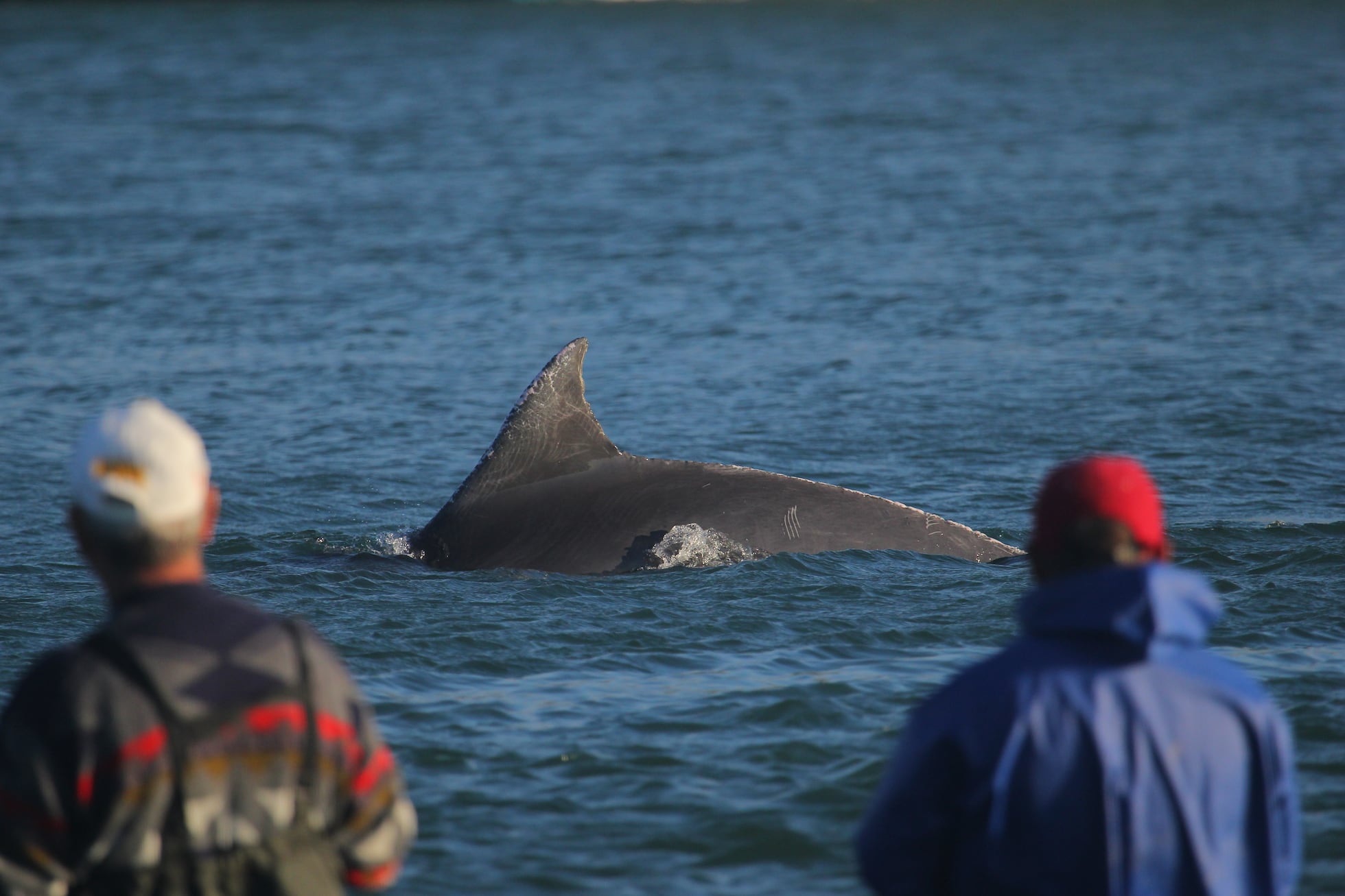 Una “cultura compartida”: los delfines que cooperan con pescadores ...