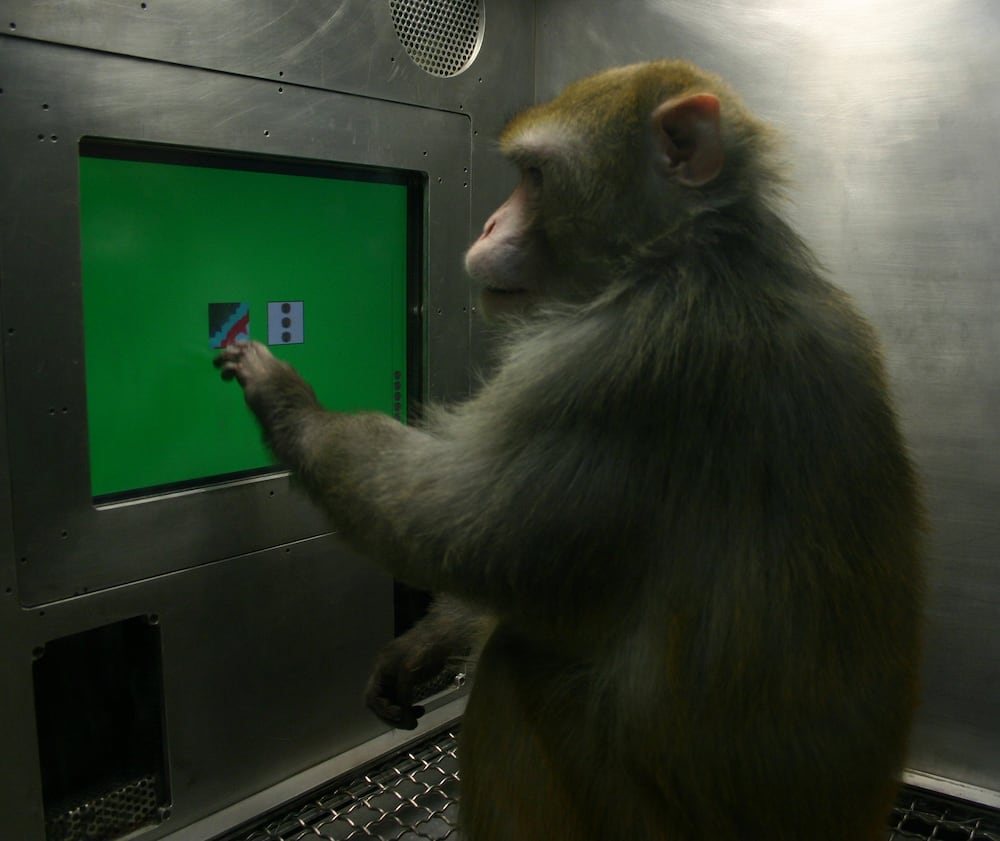 Al igual que Sócrates, ¿saben los animales que no saben? | Ciencia | EL ...