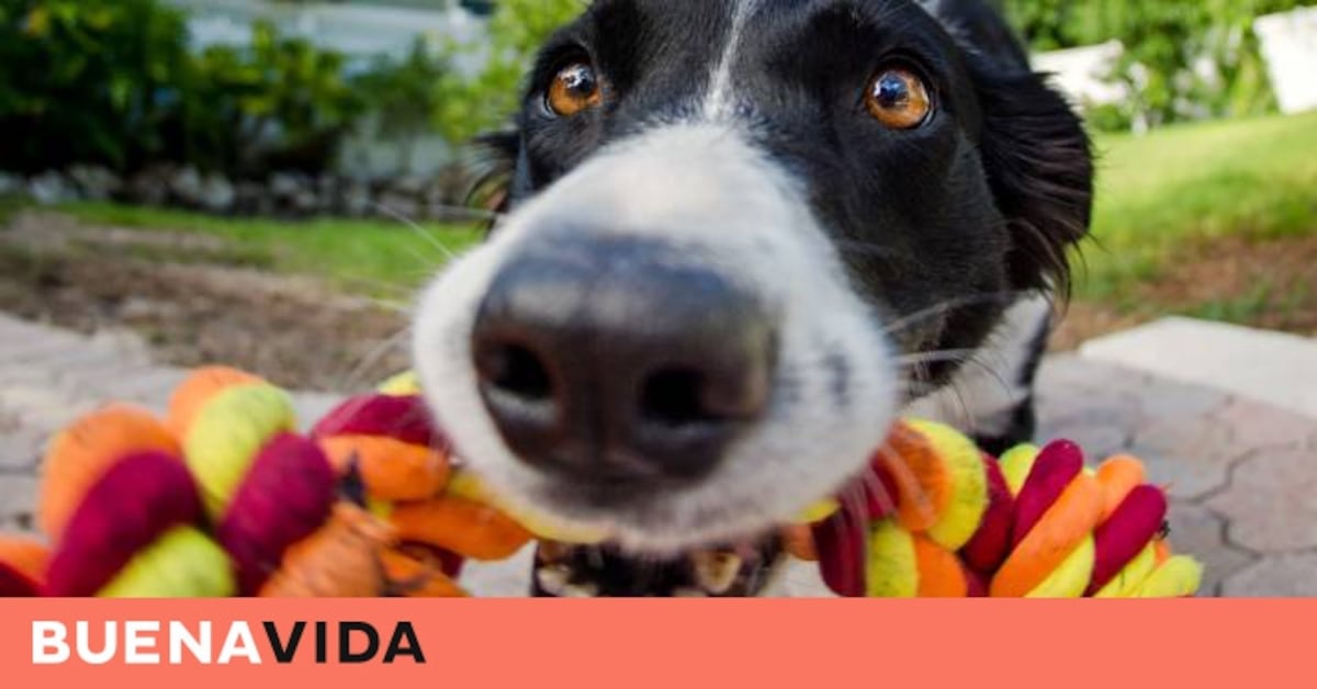 Estos son los perros más amigables, según un estudio genético ...