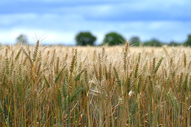 Wild wheat: The key to food security in a warming world | Climate | EL ...