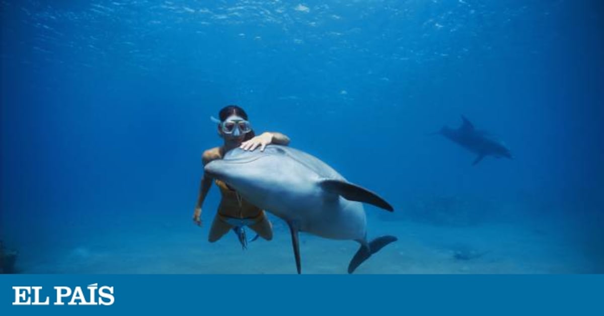 La clave de por qué un delfín vive 17 años y un humano 90 | Ciencia ...