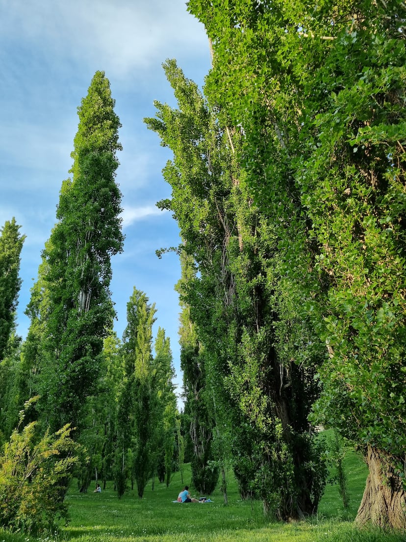 Sobre el álamo negro columnar y su bella y aparente fragilidad | Estilo ...