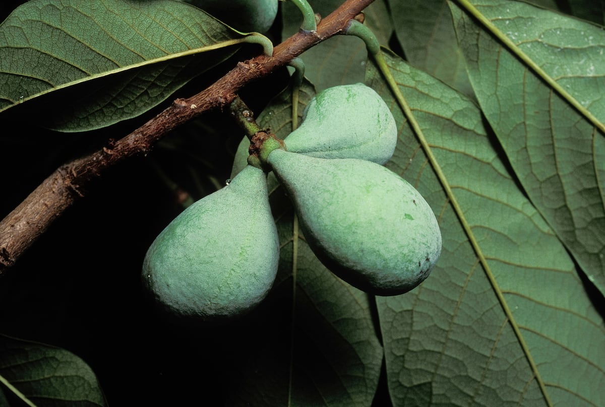 The unsung pawpaw: A delicious, low-maintenance, native North American ...