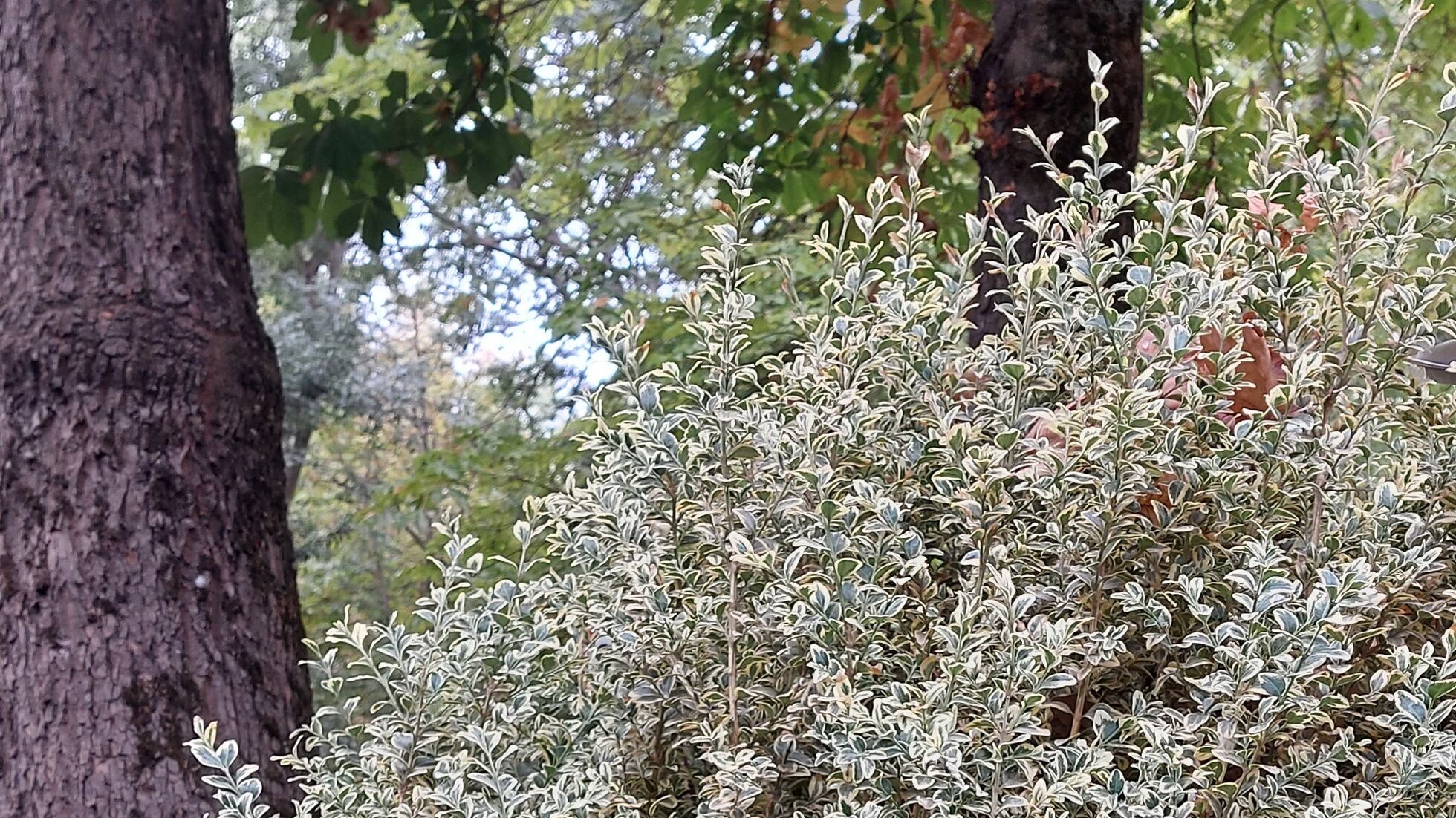 Las plantas variegadas, rarezas que iluminan rincones oscuros | Estilo ...