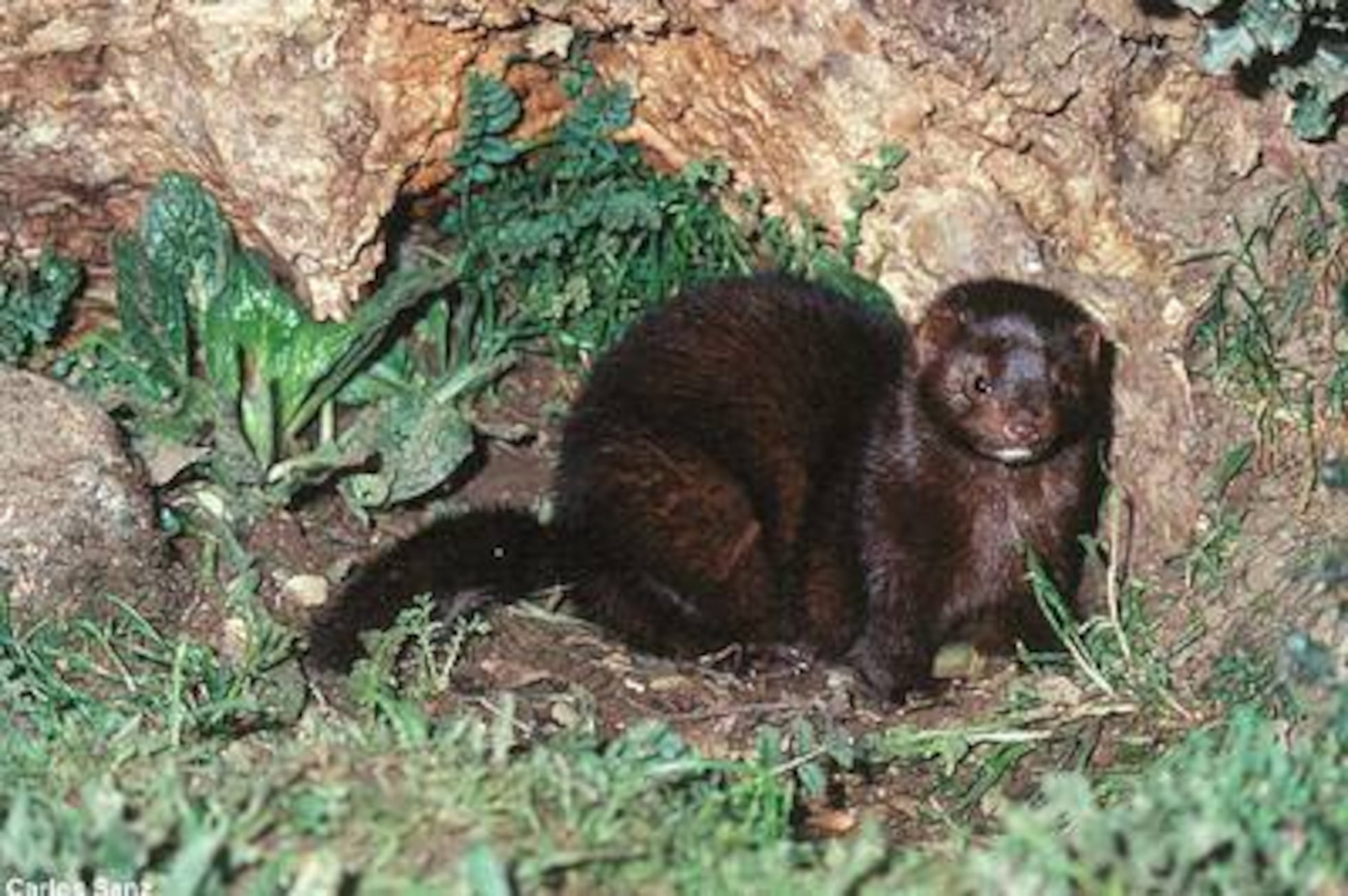 El ataque de los visones | Noticias de Cataluña | EL PAÍS