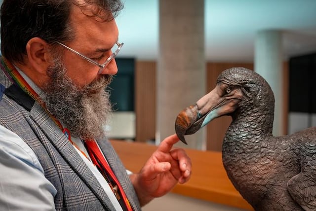 El dodo no era gordo y torpe: un nuevo estudio desmonta la imagen del ...
