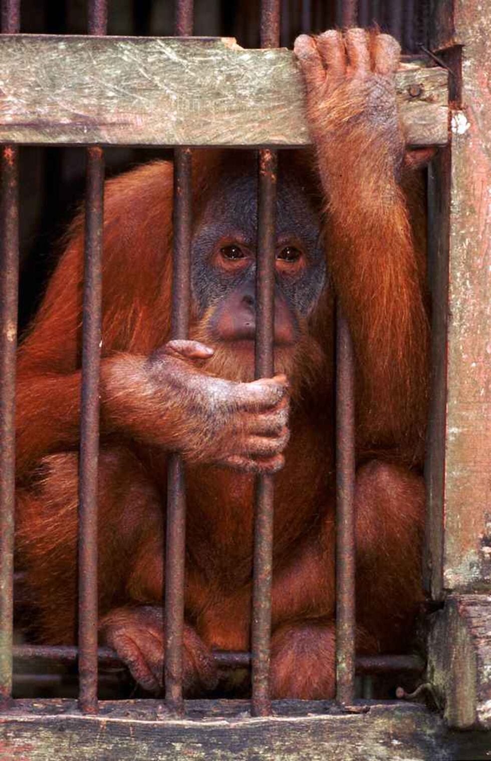Donde vive el orangután | Fotos | Sociedad | EL PAÍS