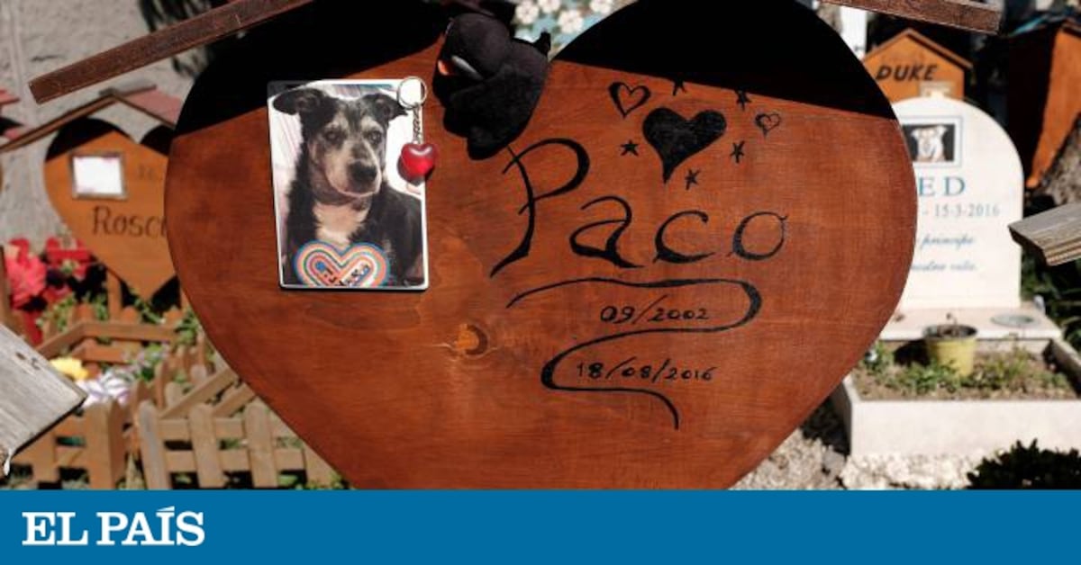 Luto pelos animais de estimação pode ser tão penoso quanto o luto por ...