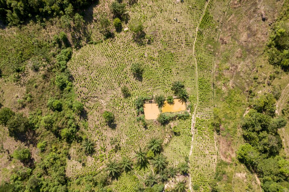 Cocaine: With no buyers, Colombian farmers are sitting on kilos of coca ...