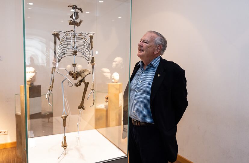 The legacy of Lucy, the ‘Australopithecus’ that changed our idea of ...