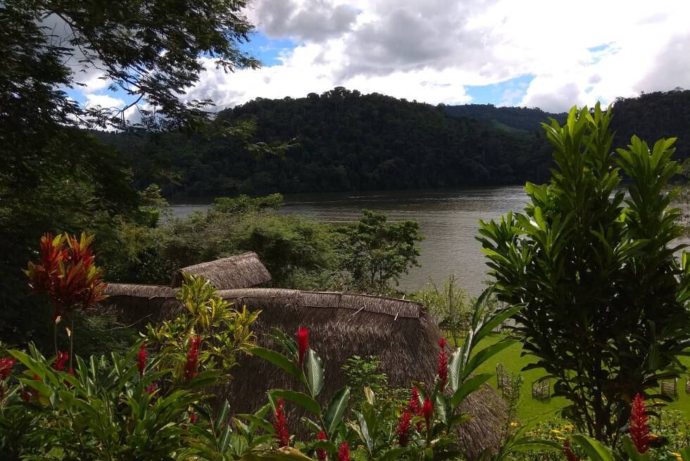 Perú: San Martín y la salvación de los bosques del Amazonas | Planeta ...