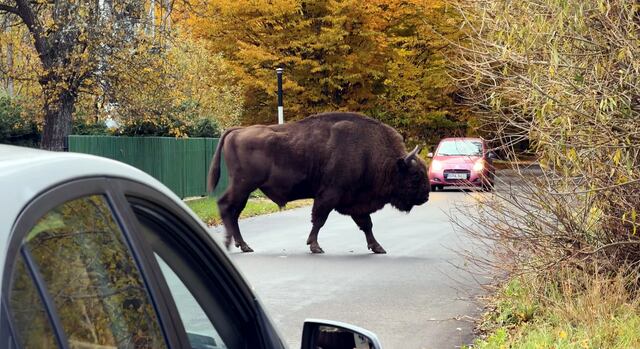 Bialowieza: Safari en busca de bisontes en la esquina más remota de ...