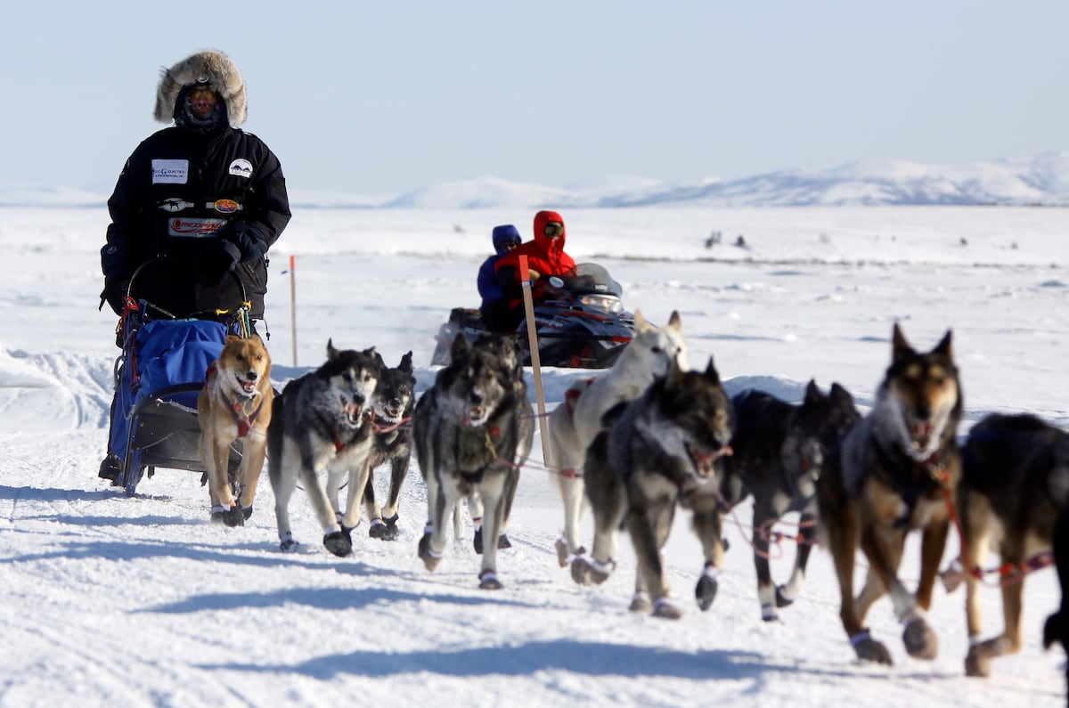 Alaska’s arduous Iditarod dog race kicks off with ceremonial start | U ...