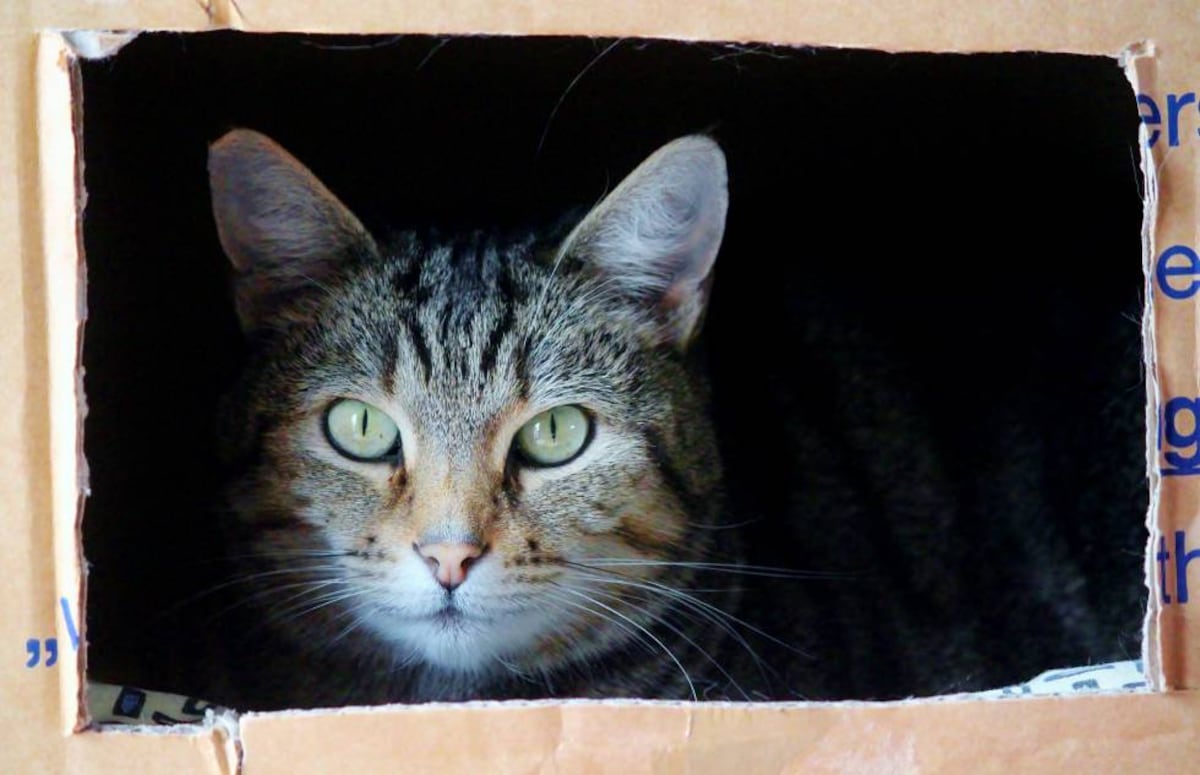 Gato de Schrödinger: Un gato vivo y muerto en dos sitios al mismo ...