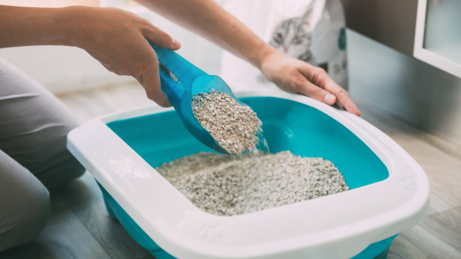 Las diez mejores arenas para gatos según cada necesidad | Estilo de ...