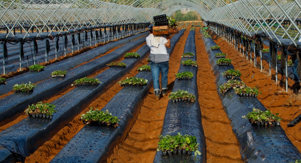 Las fincas rústicas atraerán al menos 2.210 millones en grandes compras ...
