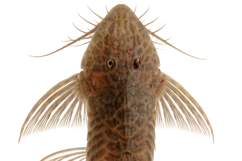 From fish that eat microplastics to other blind species: the fantastic ...