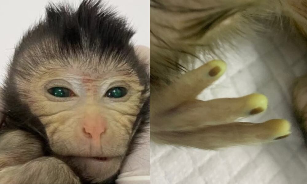 The most advanced chimeric monkey yet is born | Science | EL PAÍS English