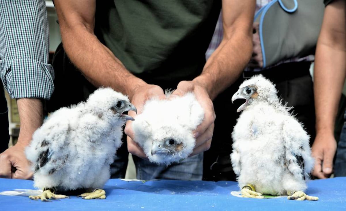 Aves: Anillan a los tres primeros halcones nacidos en el casco urbano ...