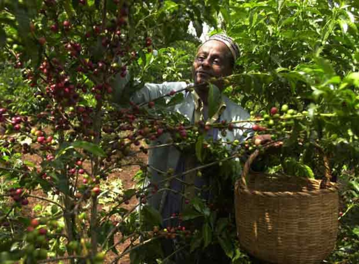 Un agricultor recolecta café | Sociedad | EL PAÍS