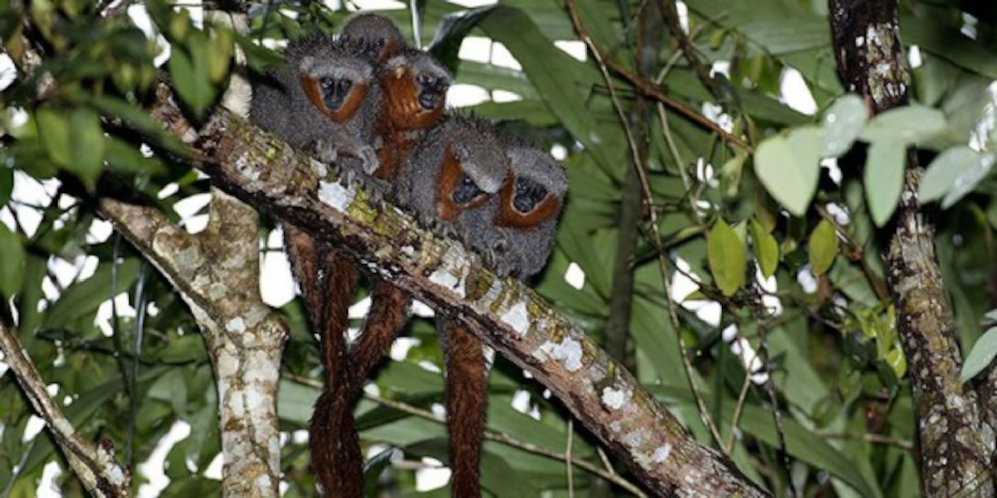 Descubierta una nueva especie de mono en la selva amazónica | Ciencia ...