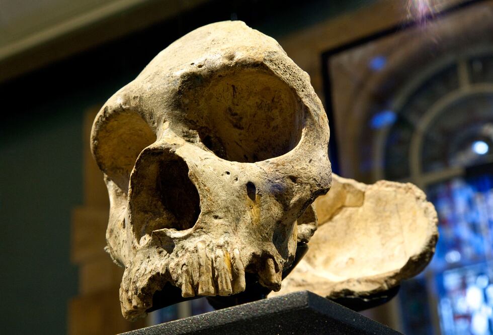 Genetics explain the demise of the Neanderthals: They did not go ...