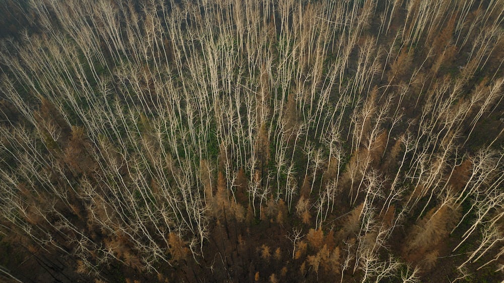 Vanishing wilderness: Deforestation devastation pushes Canada’s boreal ...