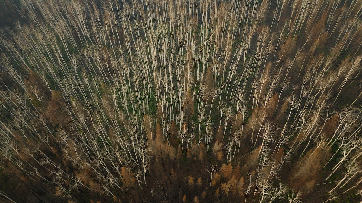 Vanishing wilderness: Deforestation devastation pushes Canada’s boreal ...
