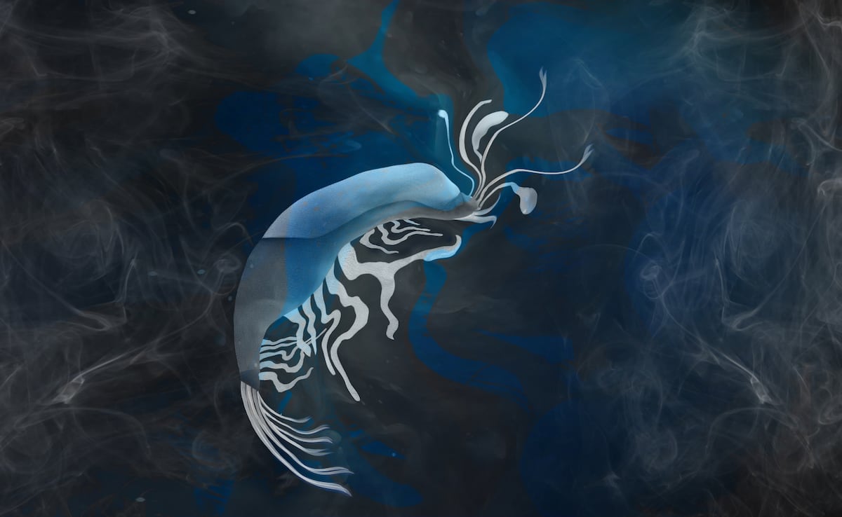 Dulcibella camanchaca: Doncella del mar y la niebla | EL PAÍS Chile