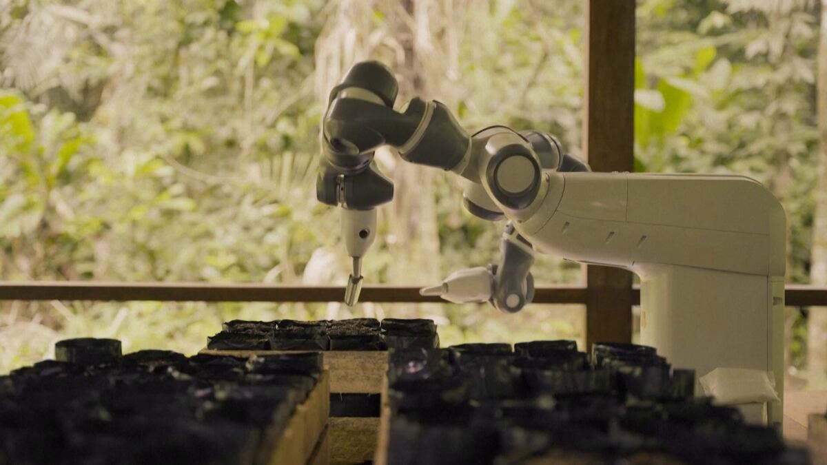 Un robot para reforestar la Amazonia | América Futura | EL PAÍS América