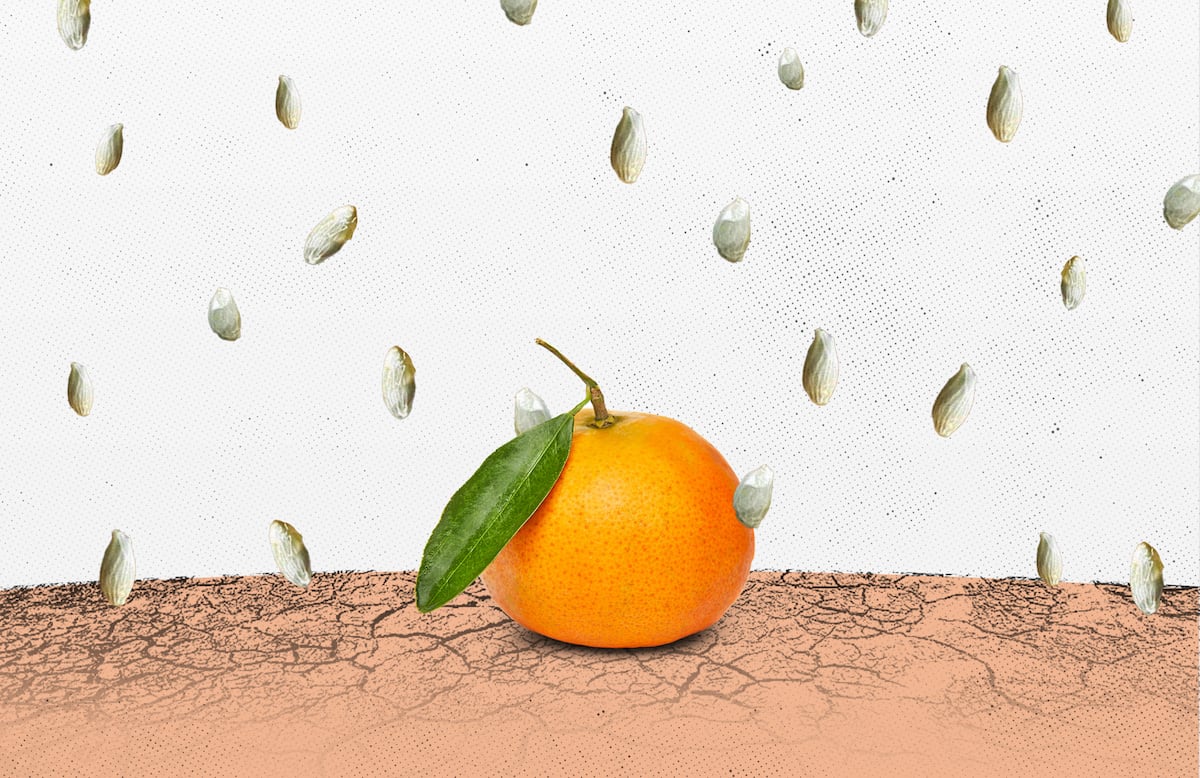 Por qué las mandarinas de hoy son más valiosas que nunca | Gastronomía ...