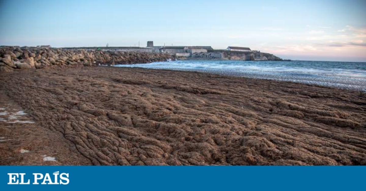 Invasive species in Spain: “It’s an environmental catastrophe” – the ...