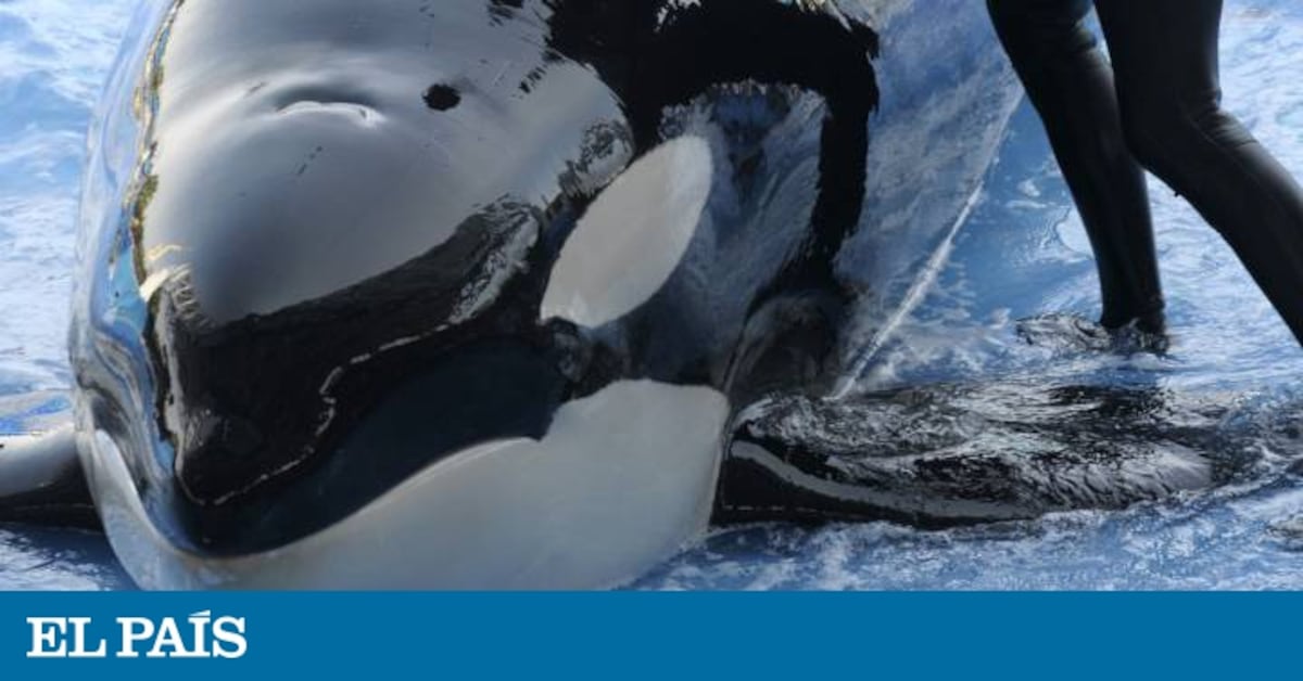 Muere Kayla, la orca más longeva de SeaWorld que nunca nadó en libertad ...