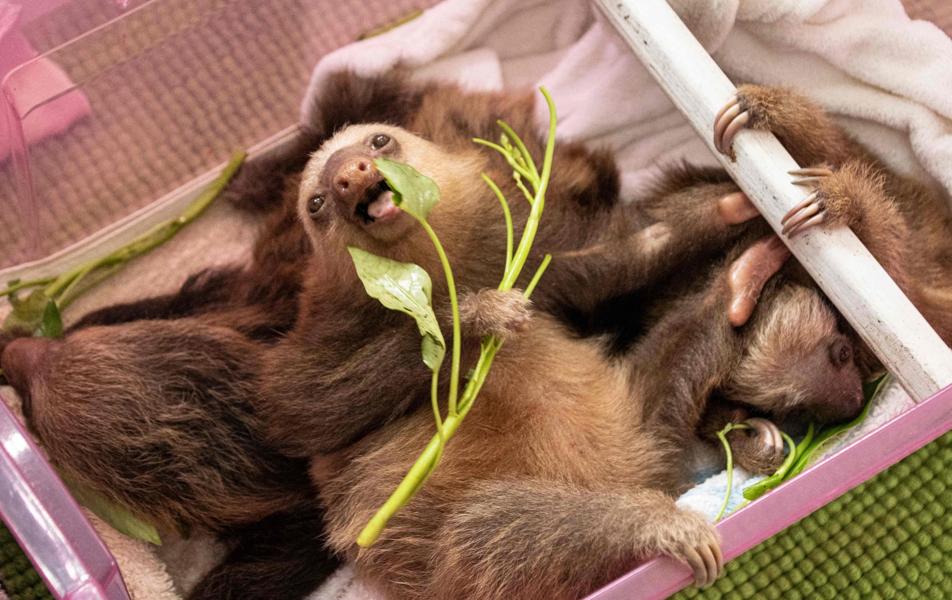 Los secretos en el pelaje de los perezosos, en imágenes | Fotos ...