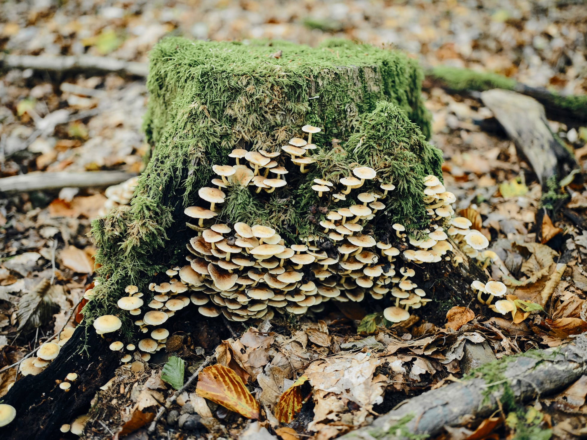 Peter Wohlleben, the world’s most famous forester: ‘In cities, trees ...